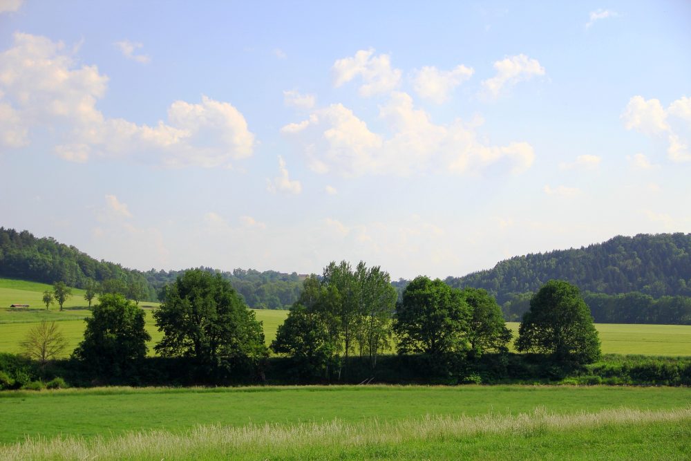 Sachsen pflanzt sechs Millionen Bäume - DAWO! - Dresden am Wochenende