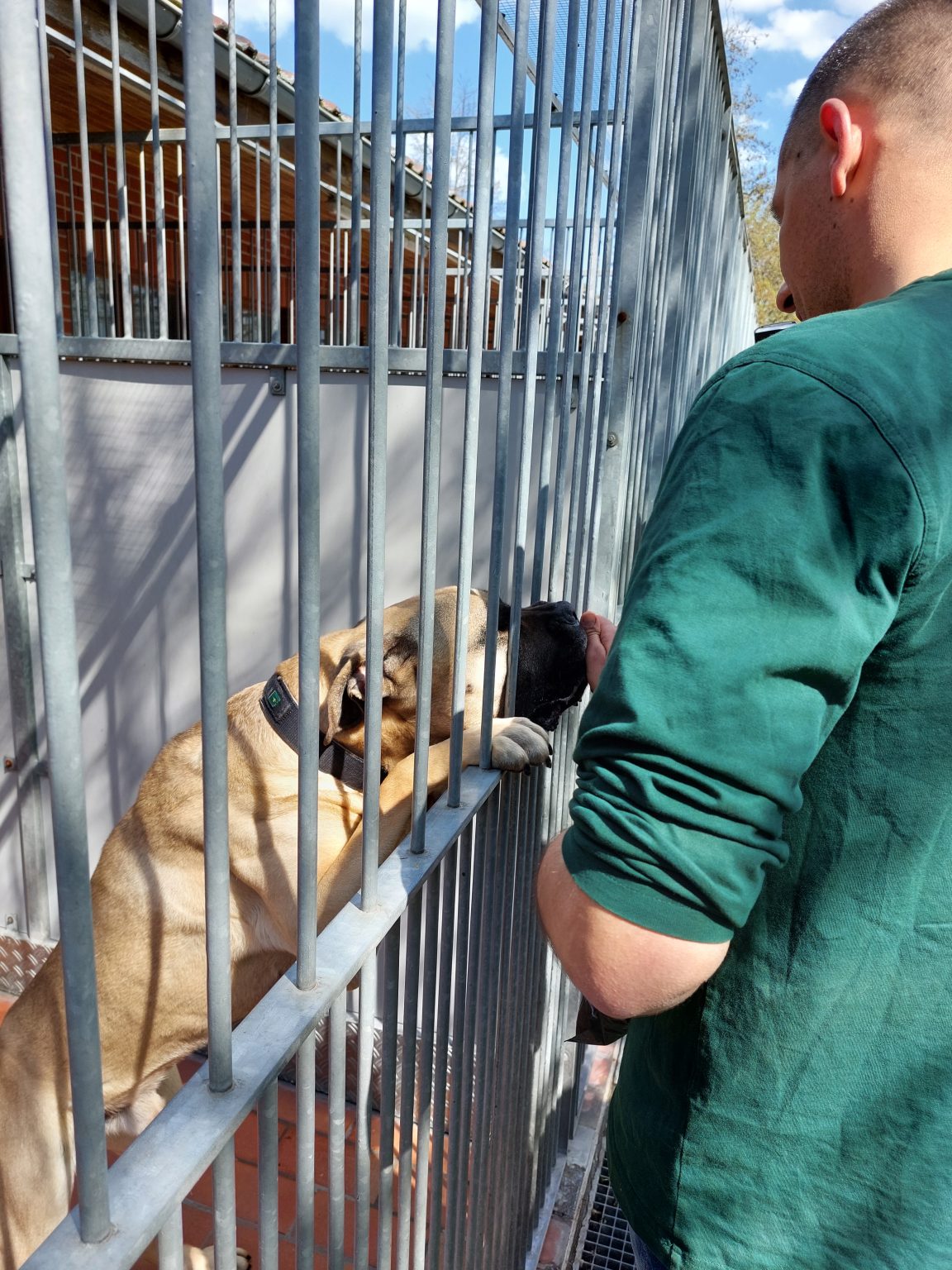 Fast 1.000 Tiere landeten 2022 im Tierheim Dresden