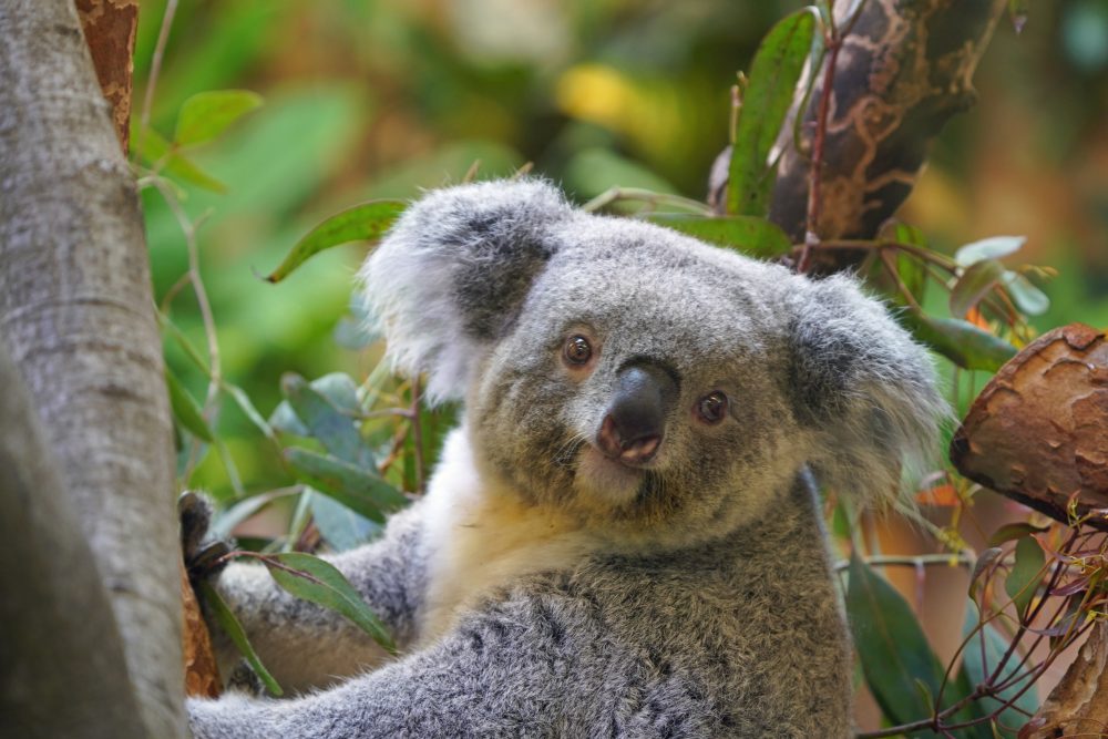 Zoo Dresden hofft auf Koala-Baby - DAWO! - Dresden am Wochenende