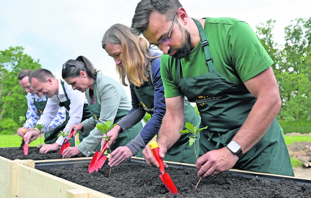 Erste Stiel-Eichen sind in den „Baumkindergarten“ eingezogen