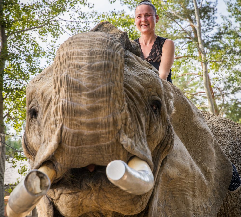 Erlebnispark Starkenberg: Einmal auf Elefanten reiten - DAWO! - Dresden ...